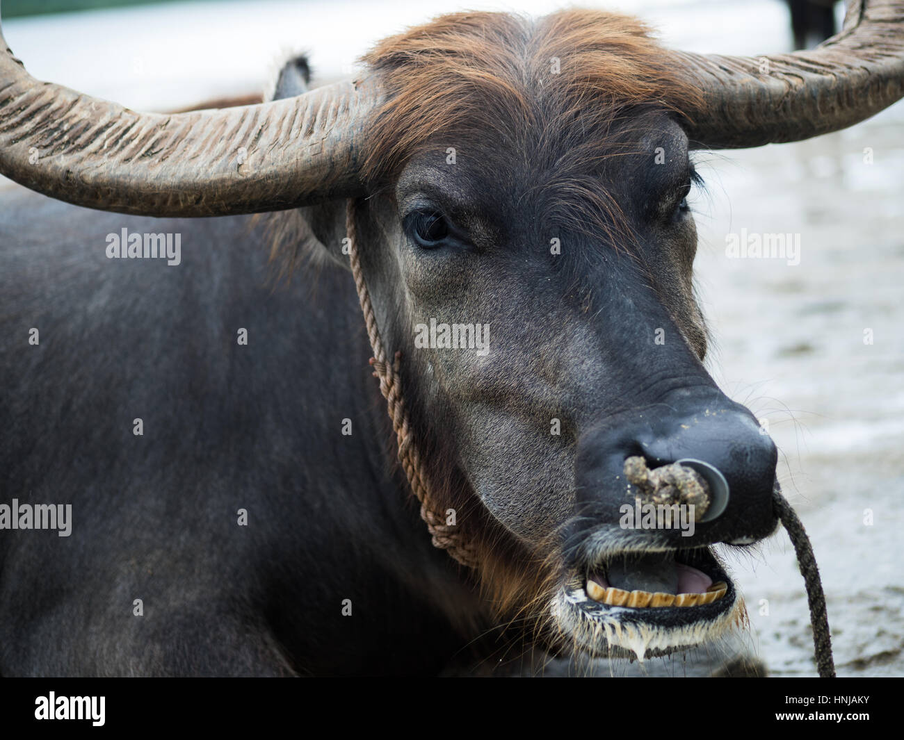 Taketomi water buffalo hi-res stock photography and images - Alamy