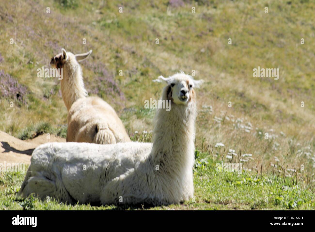 The llama (Lama glama) is a domesticated south american camelid Stock ...