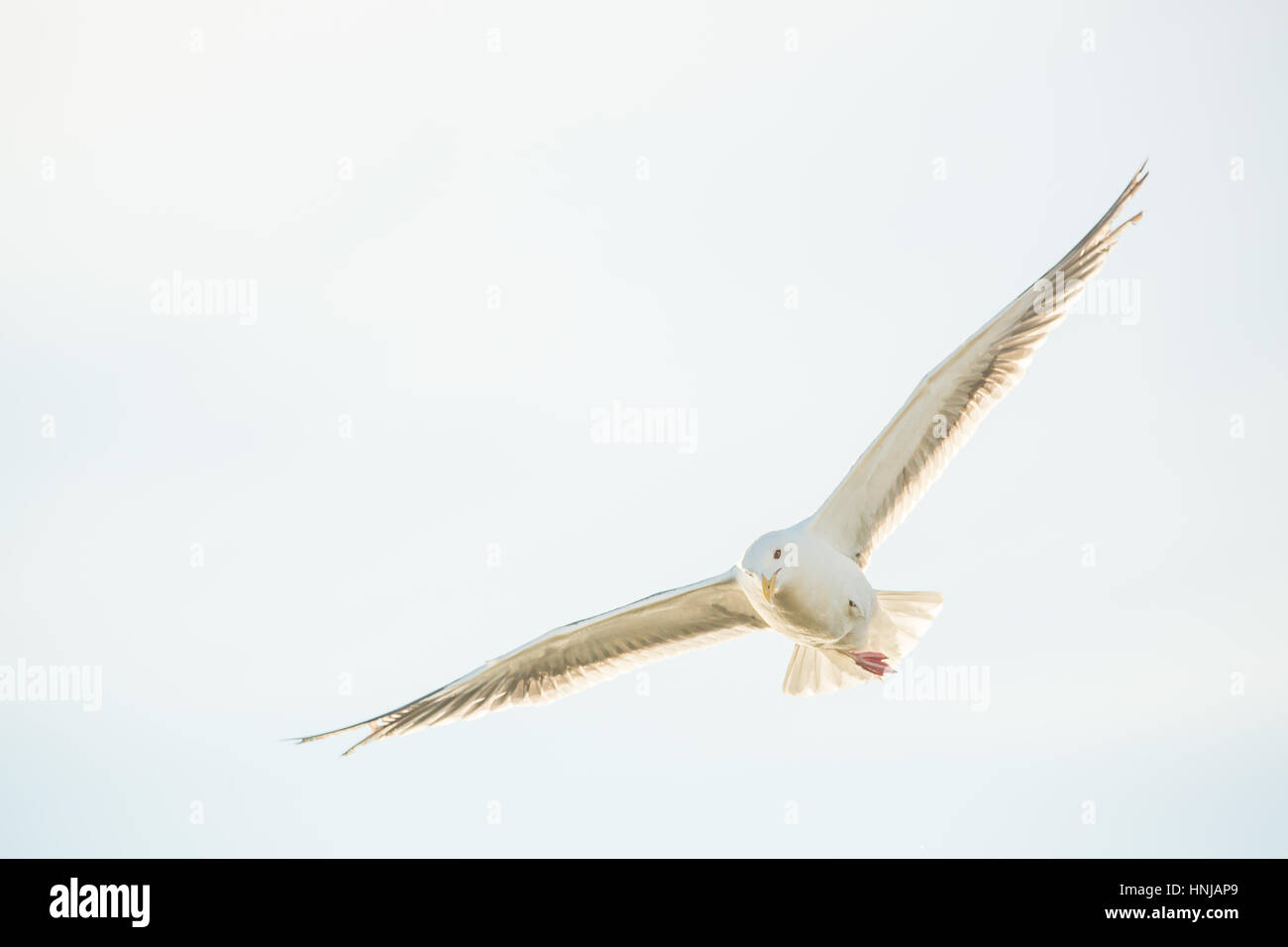 Seagull hokkaido japan hi-res stock photography and images - Alamy