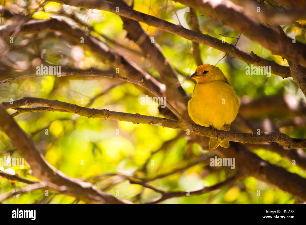 Saffron Finch bird, also known as canario da terra, resting on a branch ...