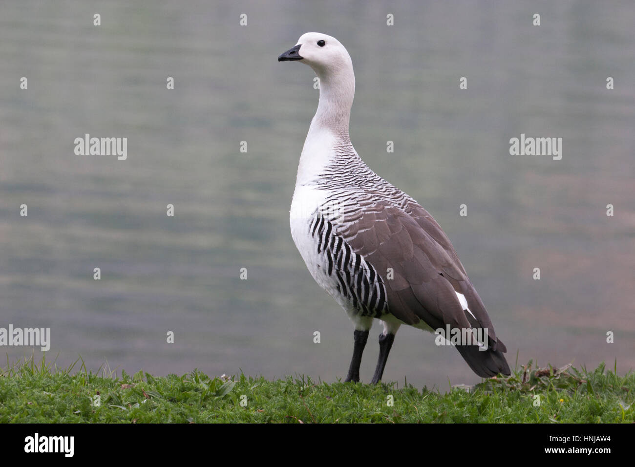 Upland Goose (Magellan Goose) male at lake edge in Torres del Paine ...
