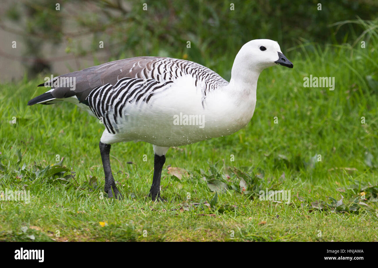 Upland Goose (Magellan Goose) male in Torres del Paine National Park ...