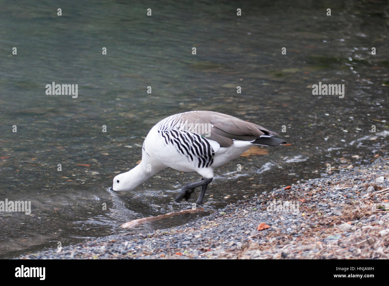 Upland Goose (Magellan Goose) male drinking water in Torres del Paine ...