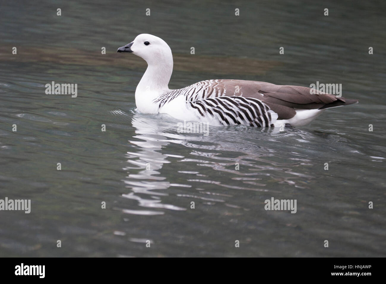 Upland Goose (Magellan Goose) male swimming in Torres del Paine ...
