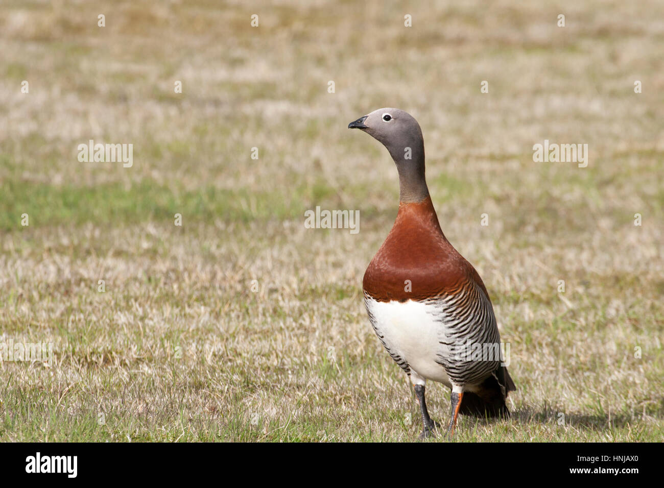 Ashy-headed goose (Chloephaga poliocephala) in Torres del Paine ...