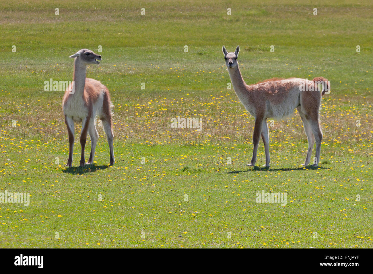 Guanacos (Lama guanaco) in a meadow, one making a face at the other ...