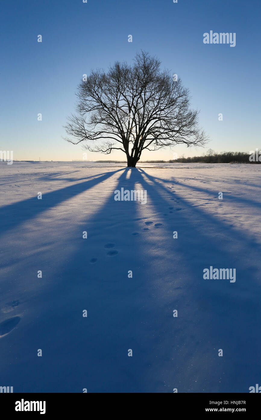 Japanese elm tree in winter Stock Photo - Alamy