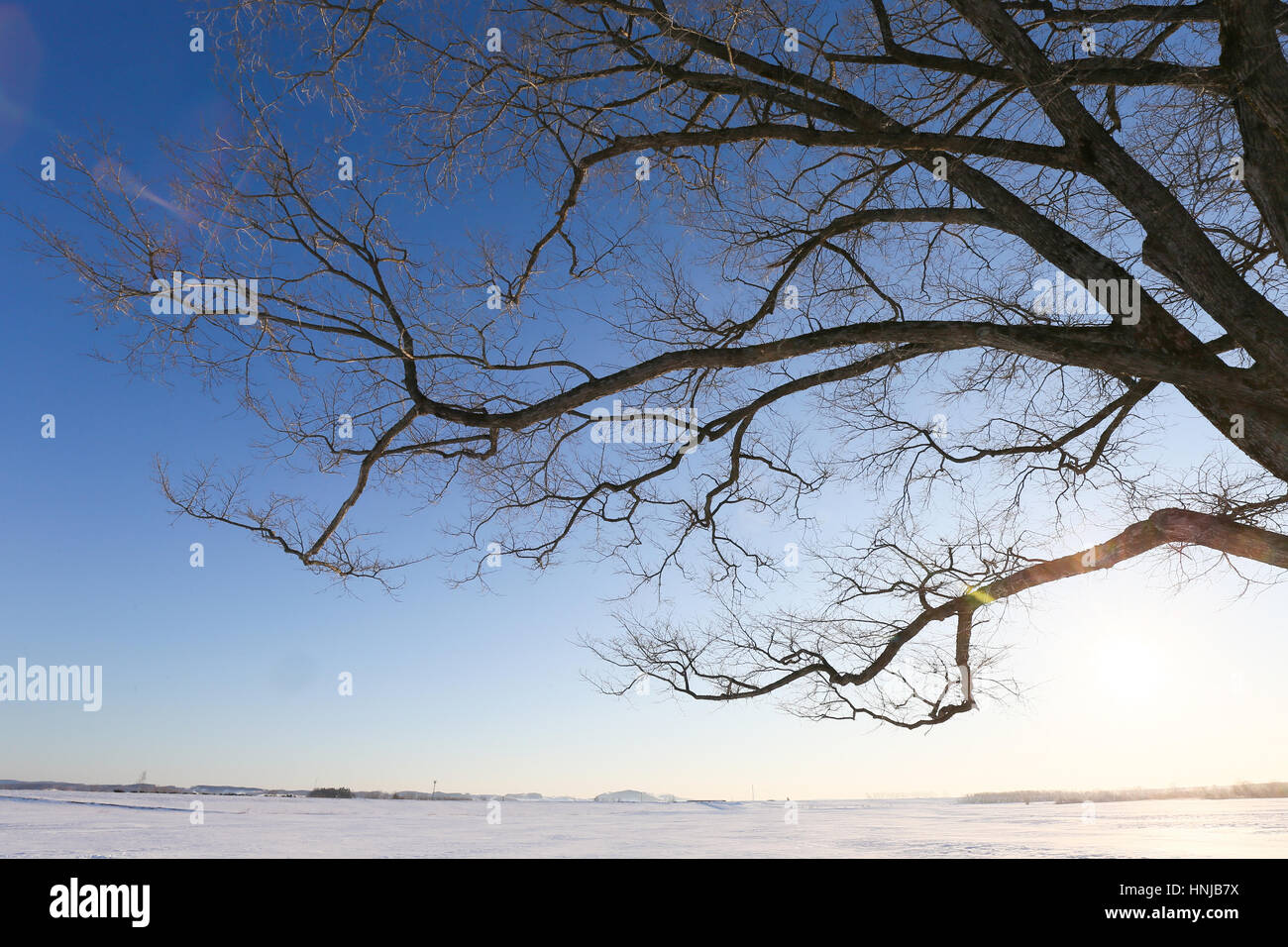 Japanese elm hi-res stock photography and images - Alamy