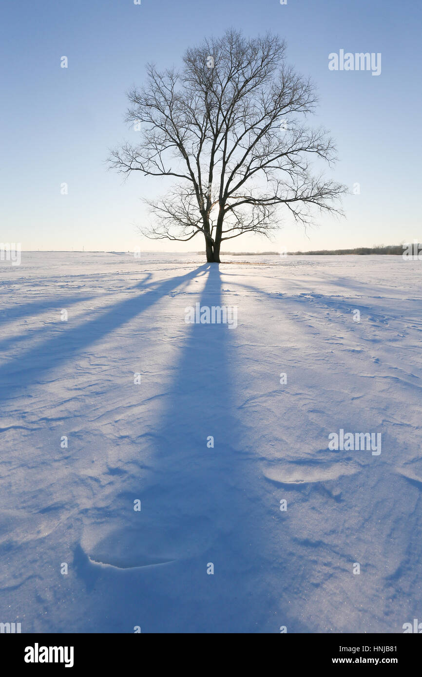Japanese elm tree hi-res stock photography and images - Alamy