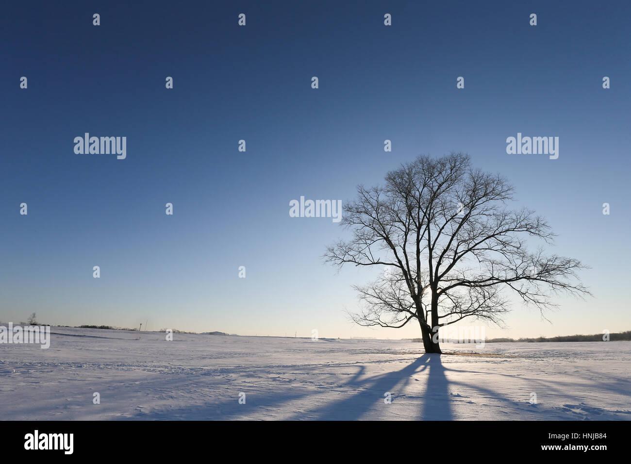 Japanese elm tree in winter Stock Photo - Alamy