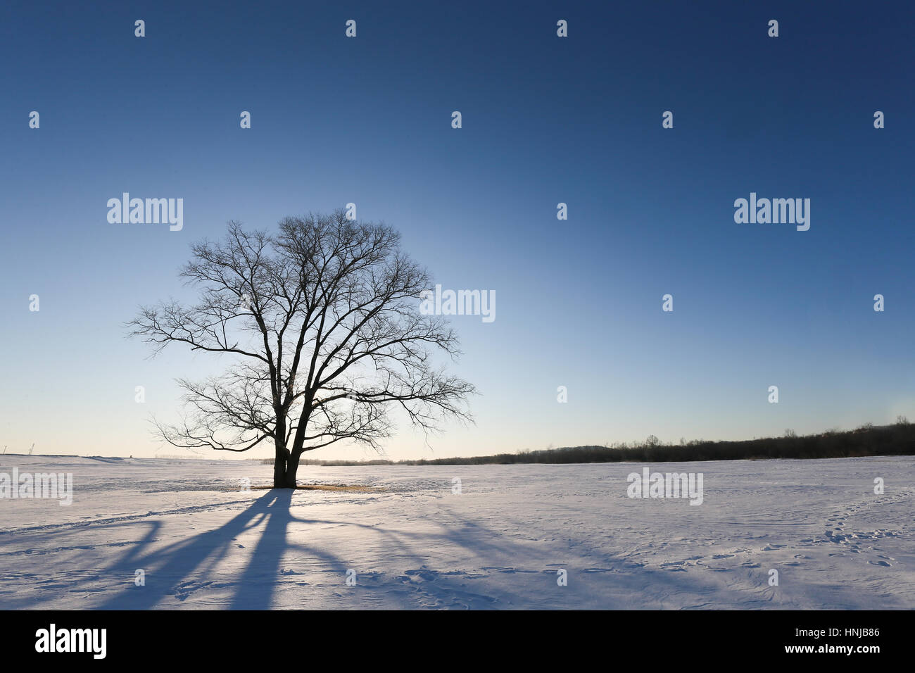 Japanese elm tree in winter Stock Photo - Alamy