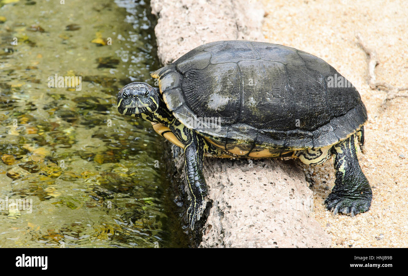 Small aquarium turtle preparing to jump in water. Turtle with dark ...