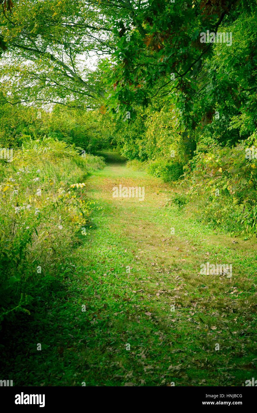 Nature path through greenery in wooded park Stock Photo - Alamy