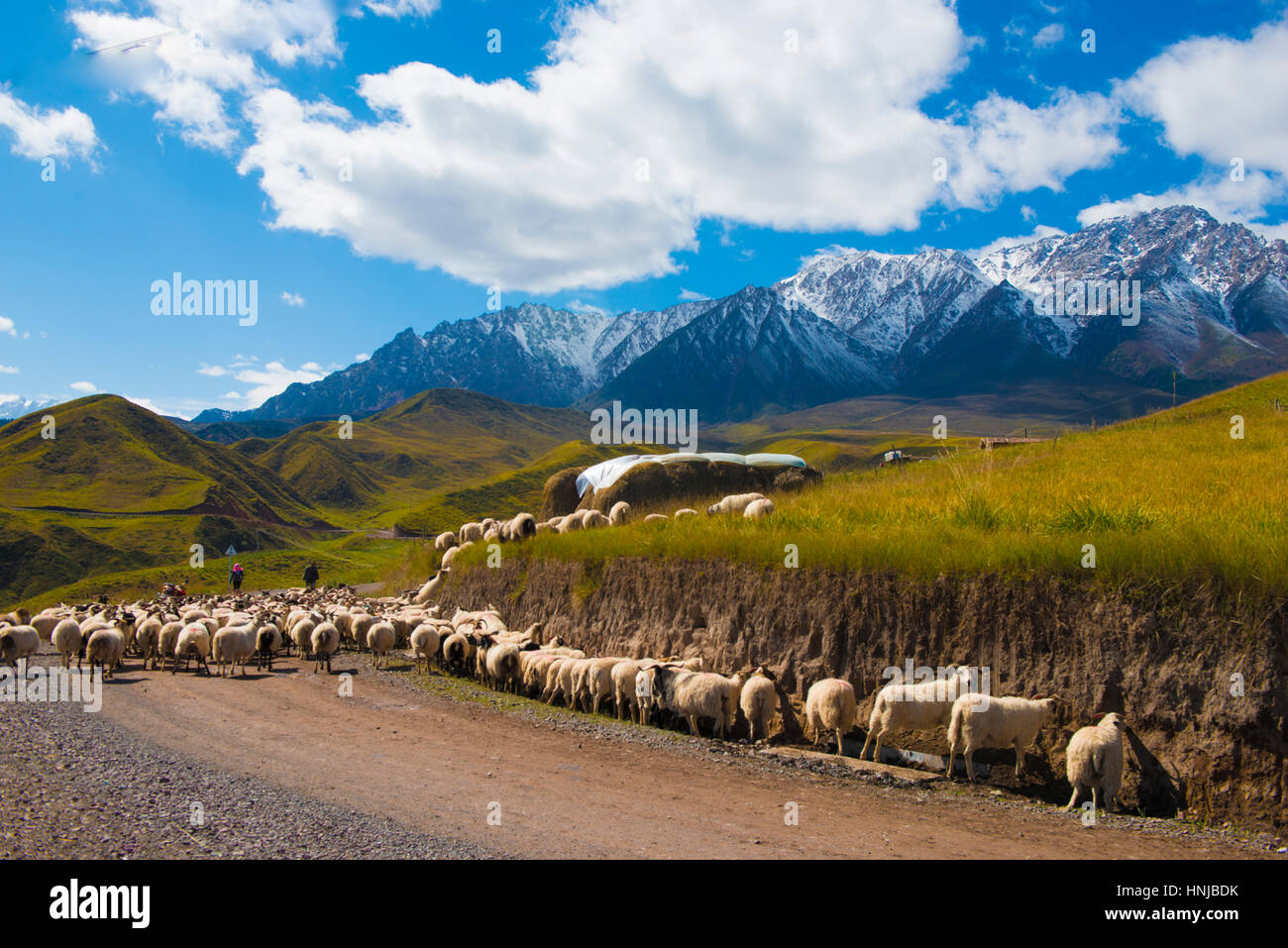 Sheep and herders in Qilan Mountains, Gansu Province, China, Western ...