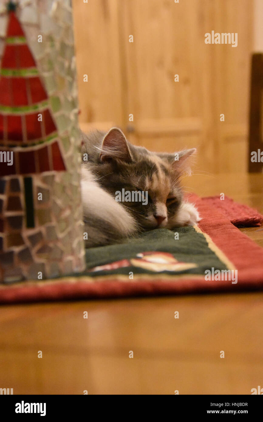 Calm kitten hi-res stock photography and images - Alamy