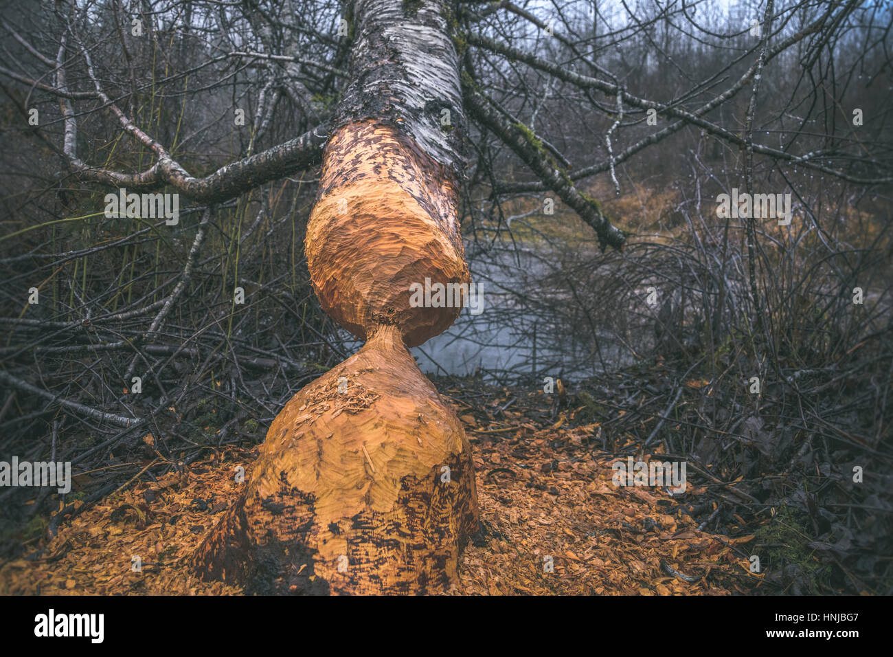 Damming evidence of beaver activity Stock Photo - Alamy