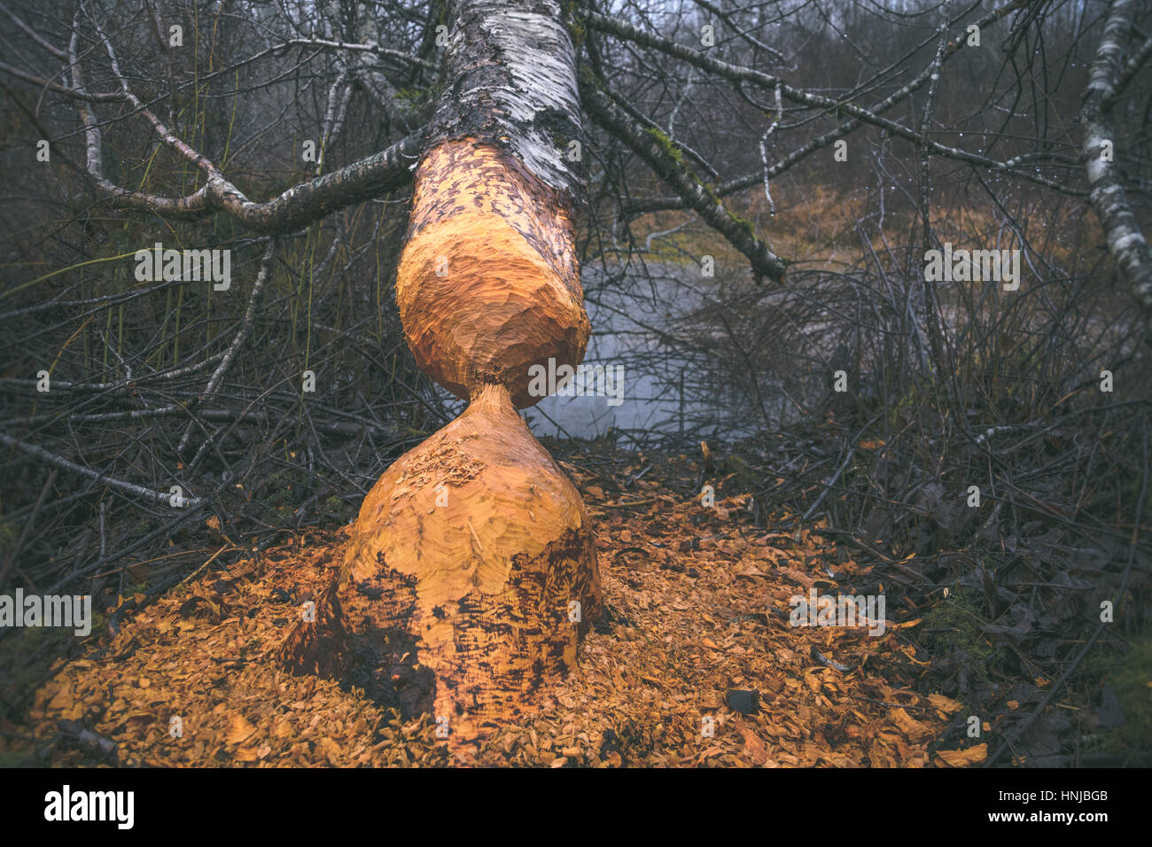 Damming evidence of beaver activity Stock Photo - Alamy
