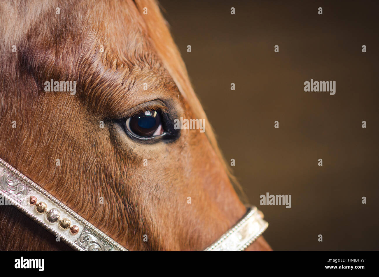 Closeup of brown horse face with bridle Stock Photo - Alamy
