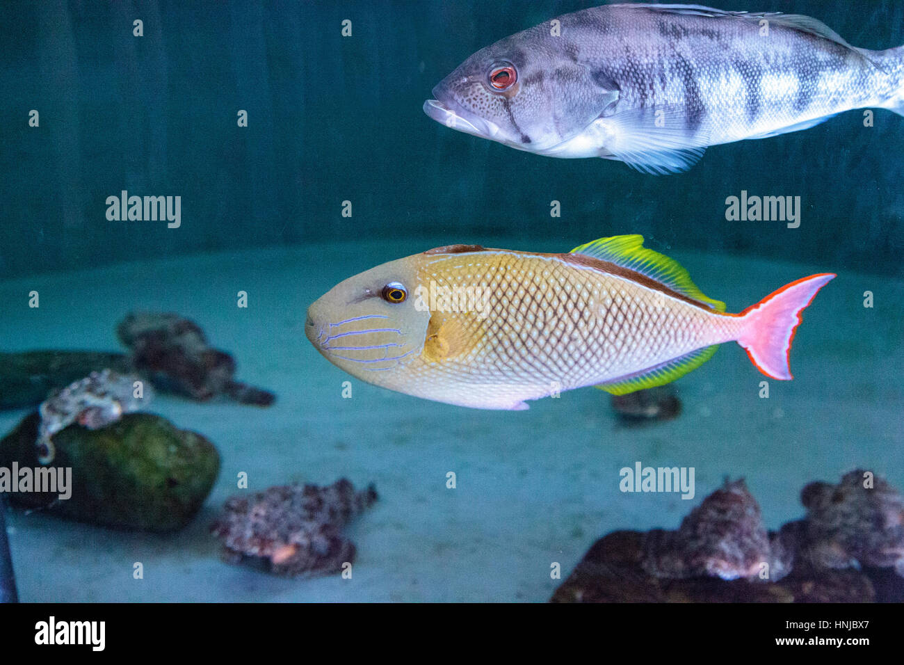 Xanthichthys mento hi-res stock photography and images - Alamy