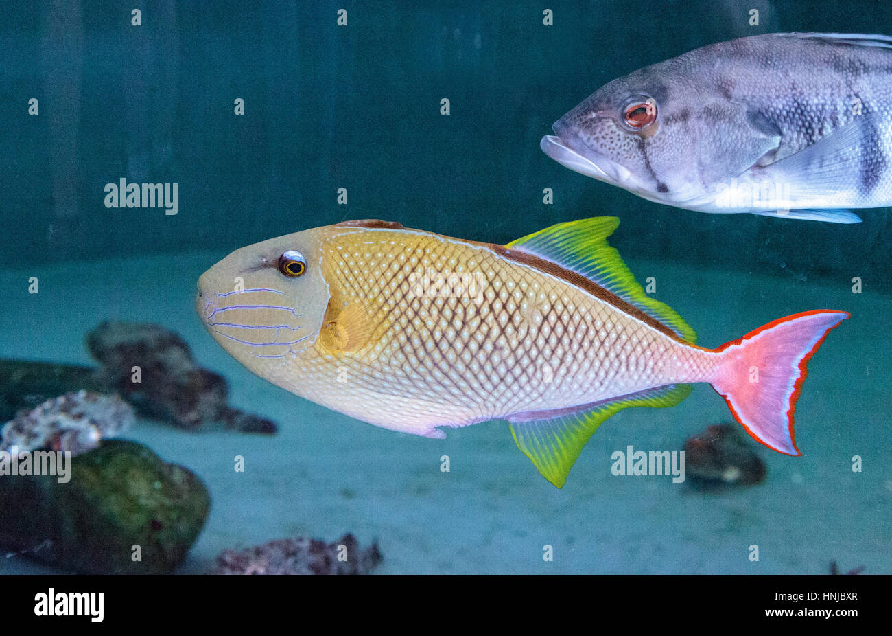 Red tail triggerfish hi-res stock photography and images - Alamy