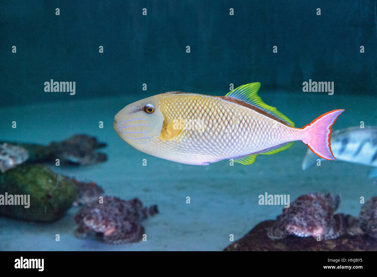 Xanthichthys mento hi-res stock photography and images - Alamy