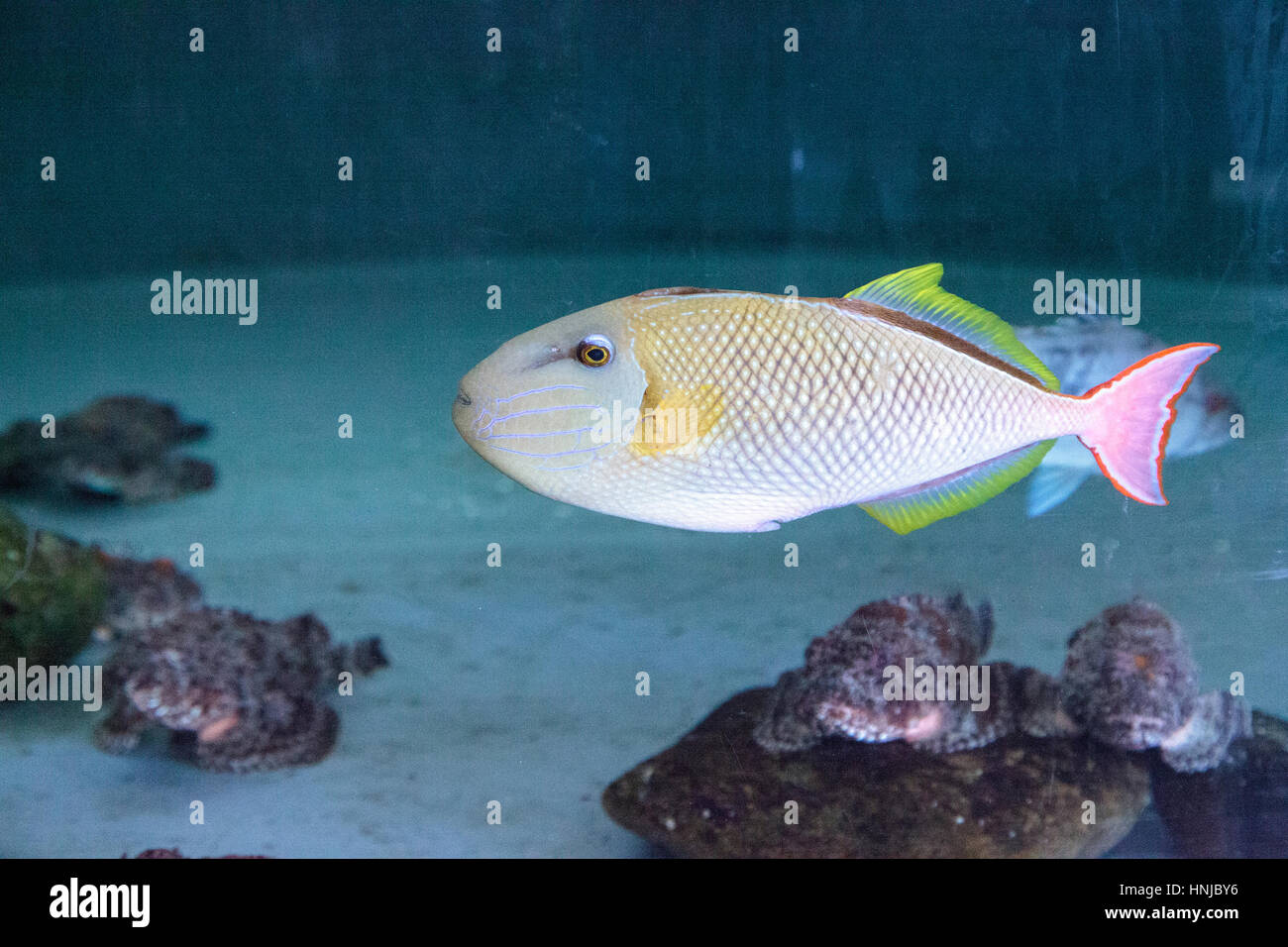 Mento hi-res stock photography and images - Alamy