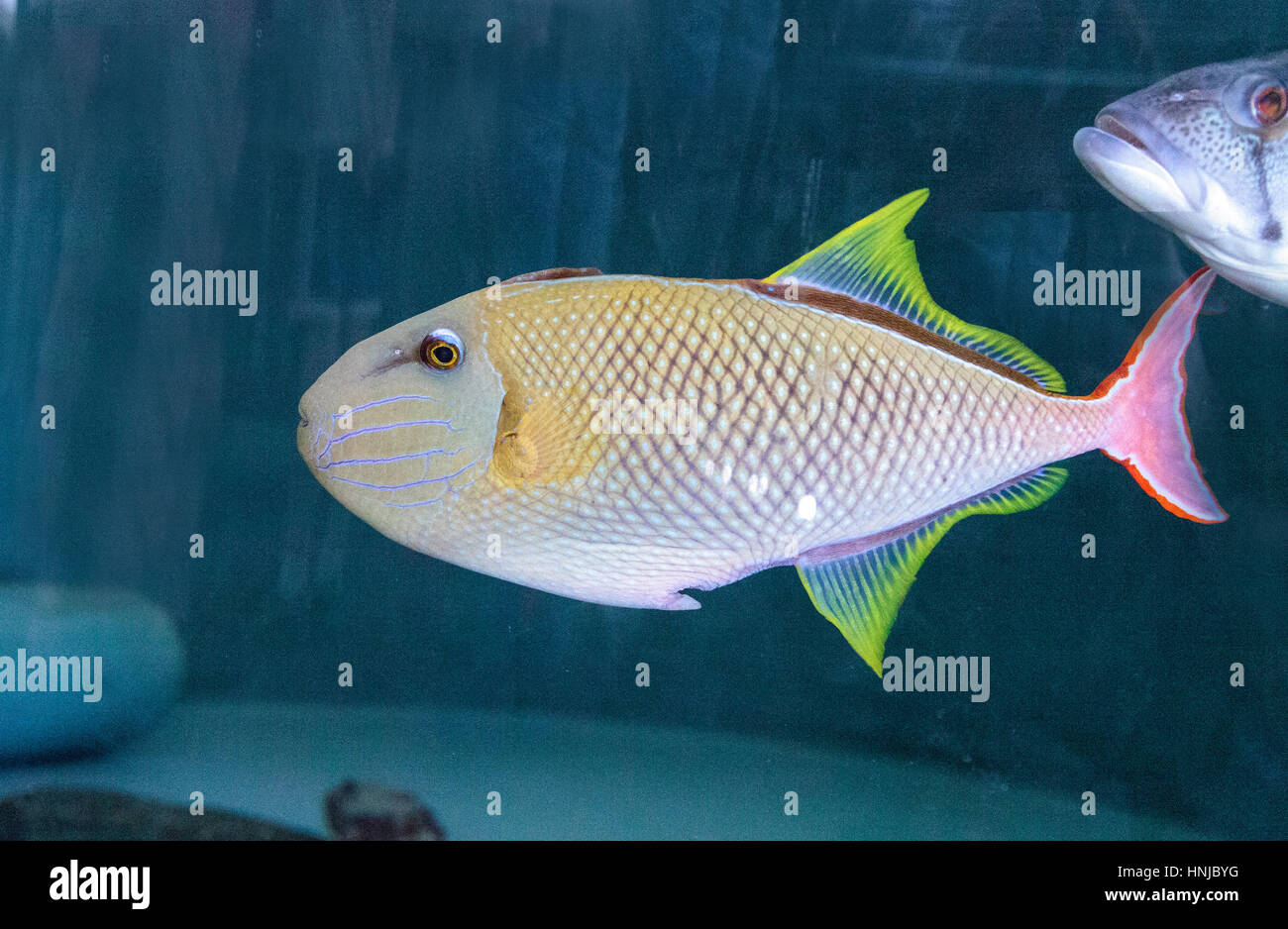 Xanthichthys mento hi-res stock photography and images - Alamy