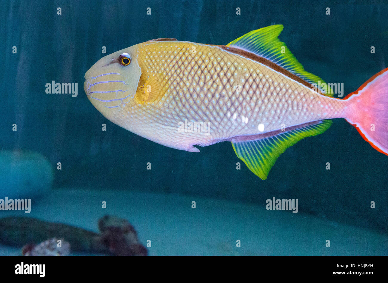Xanthichthys mento hi-res stock photography and images - Alamy