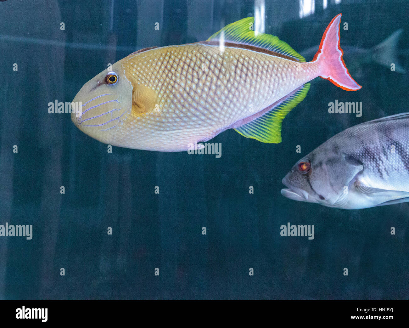 Red Tail Triggerfish High Resolution Stock Photography and Images - Alamy