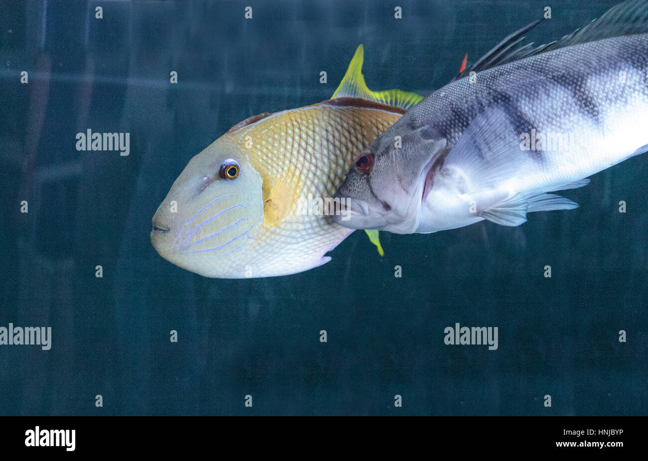 Red Tail Triggerfish High Resolution Stock Photography and Images - Alamy