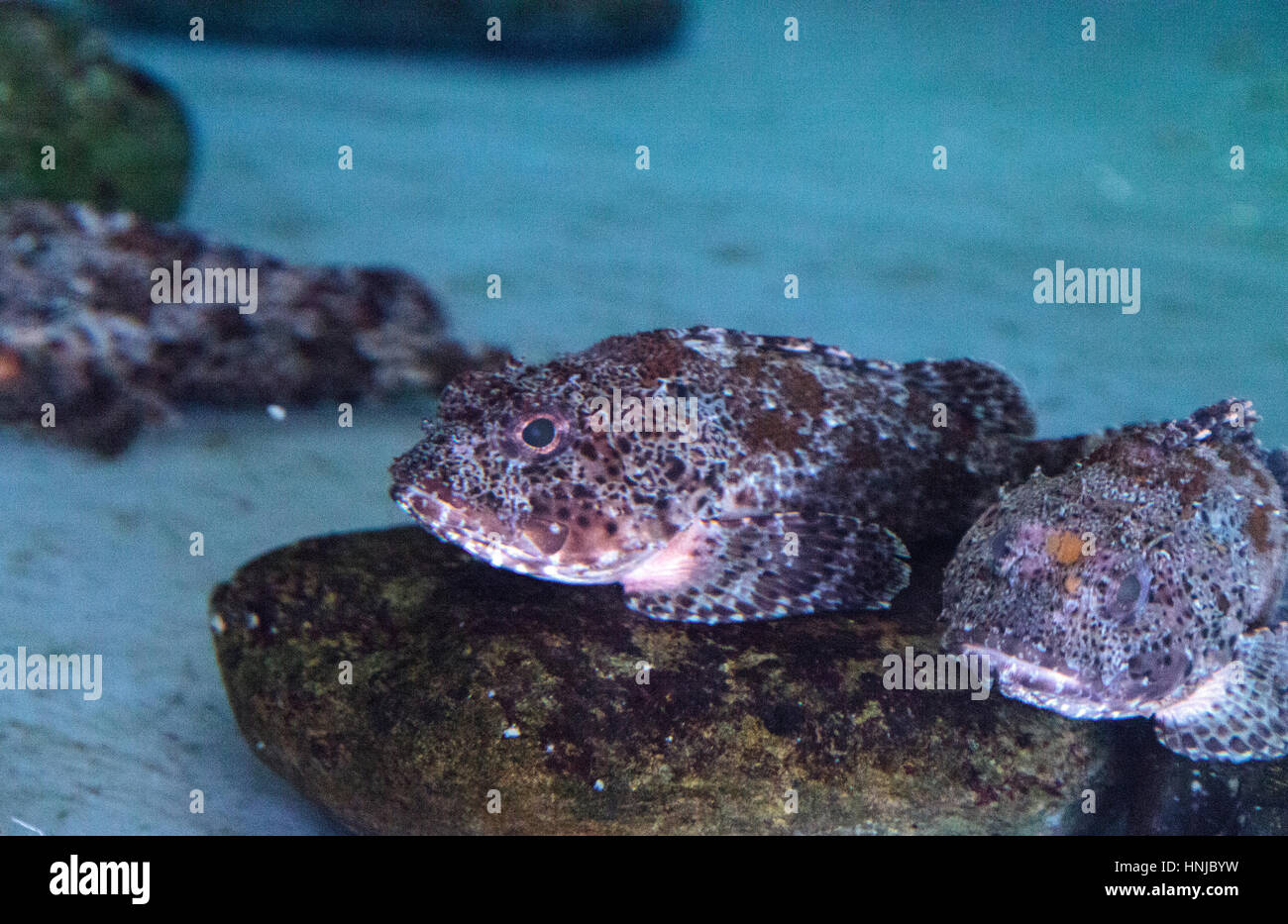 Scorpion rocks hi-res stock photography and images - Alamy