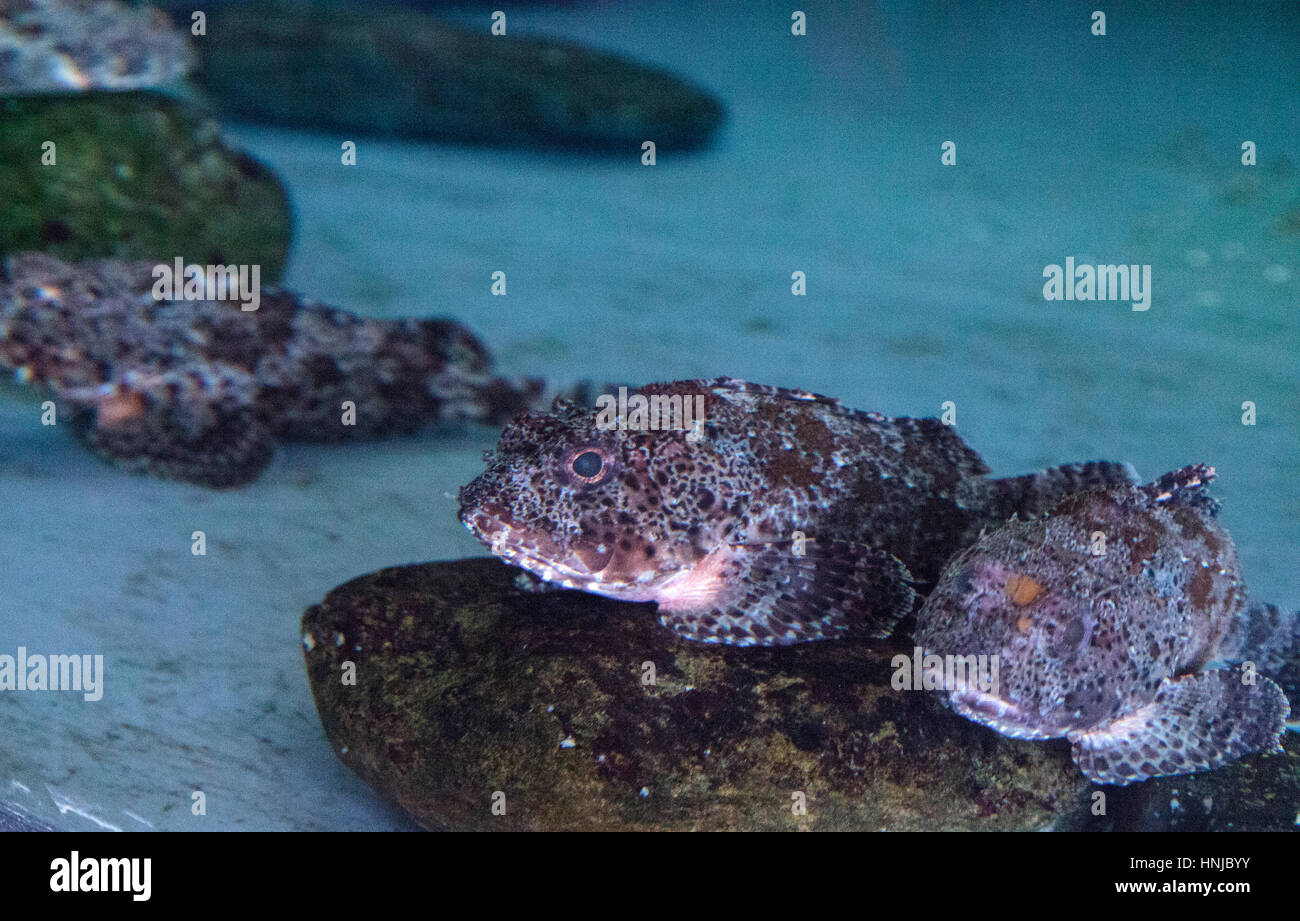 California scorpionfish hi-res stock photography and images - Alamy