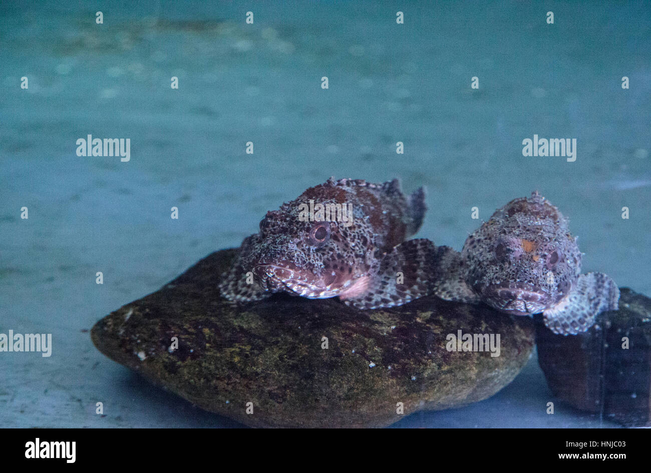 Scorpion rocks hi-res stock photography and images - Alamy