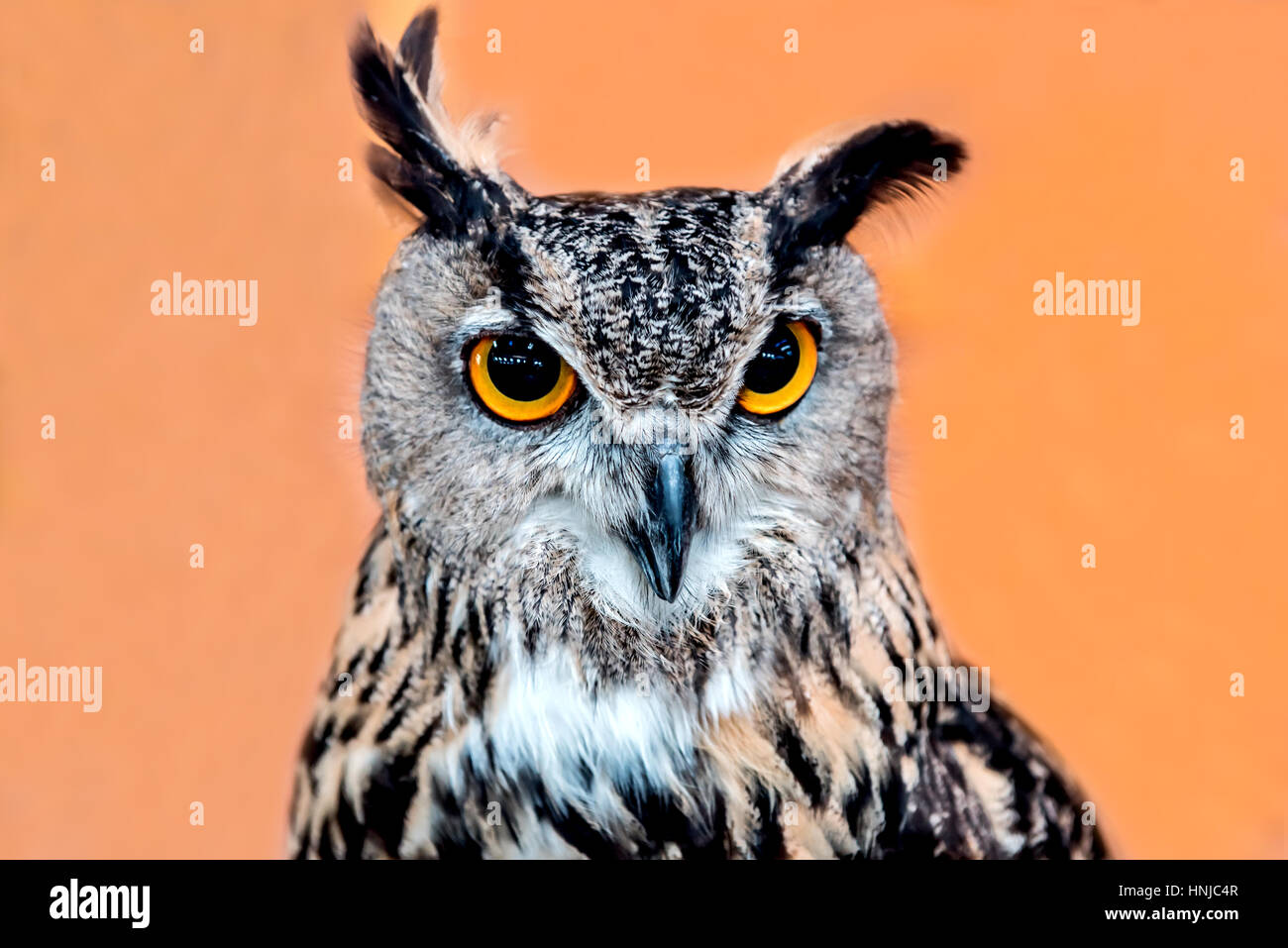 owl, night bird in the forest Stock Photo - Alamy