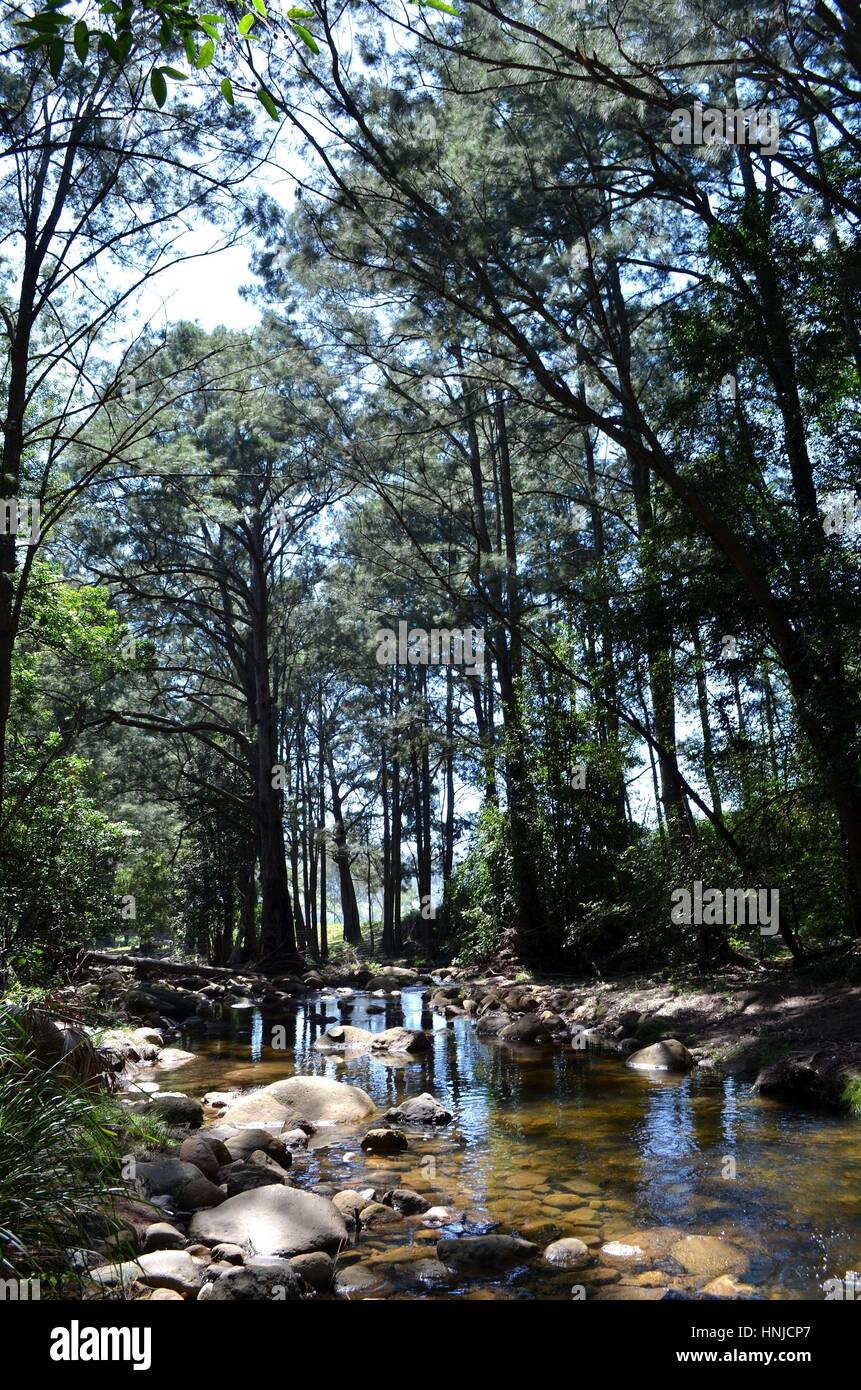 Capturing the beauty of natural bushland by the river in Australia ...