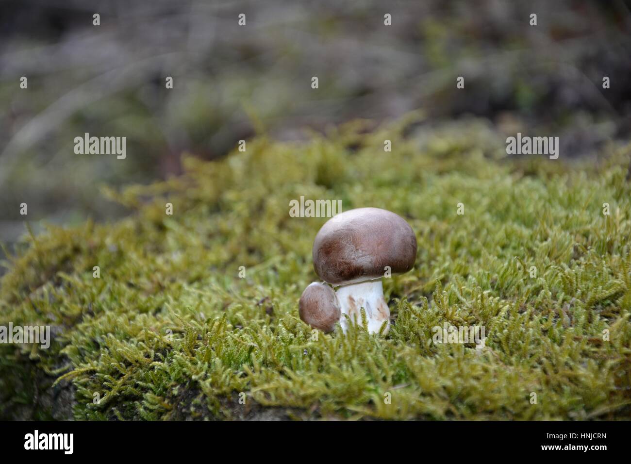 Champion mushroom hi-res stock photography and images - Alamy