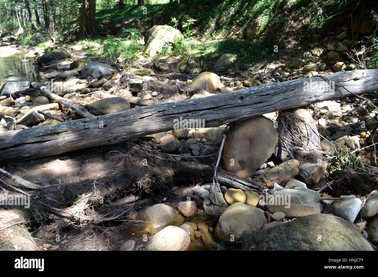 Fallen tree forming bridge across river in Australian bushland Stock ...