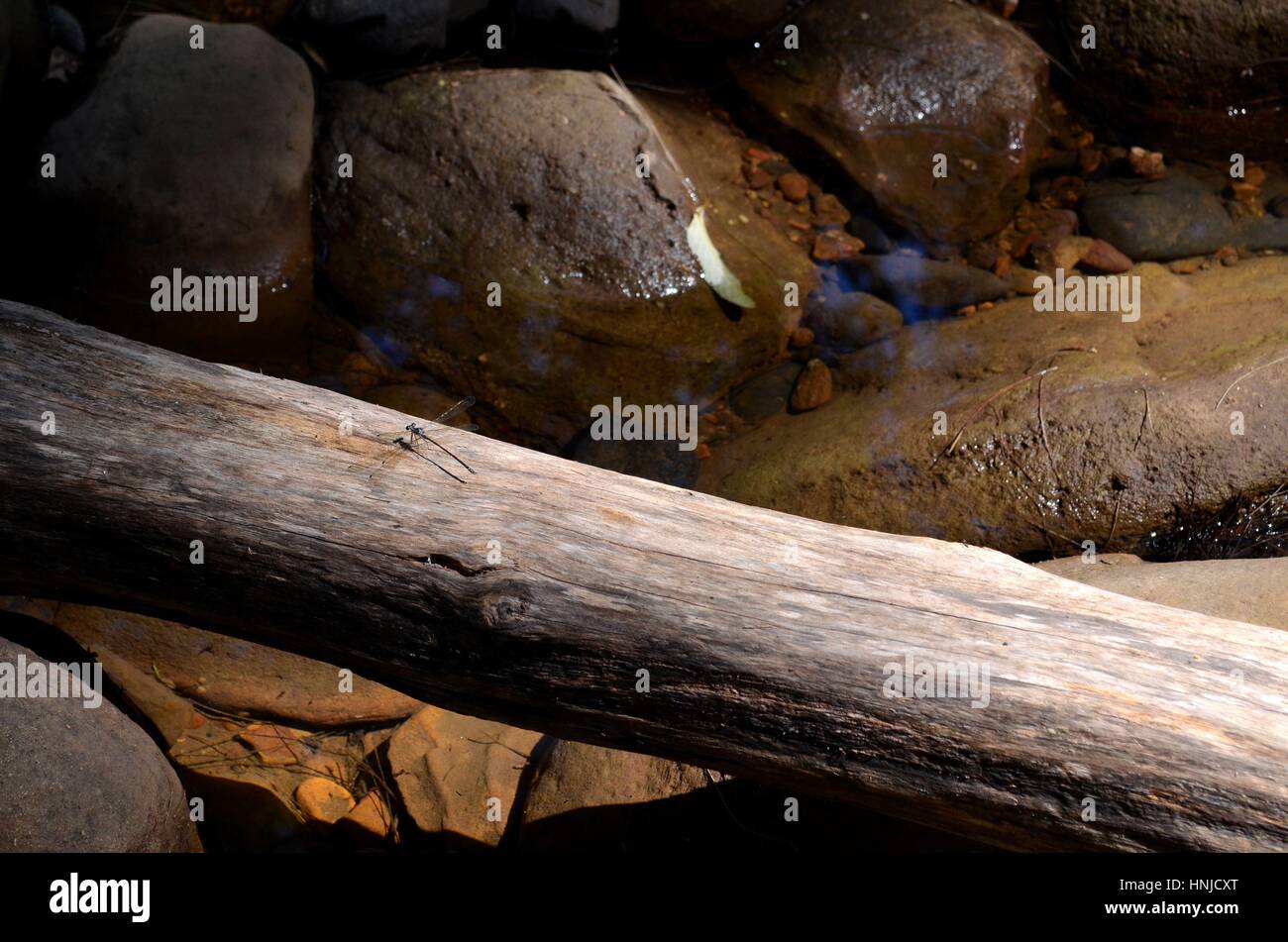 Fallen tree across a river forming a natural bridge Stock Photo - Alamy