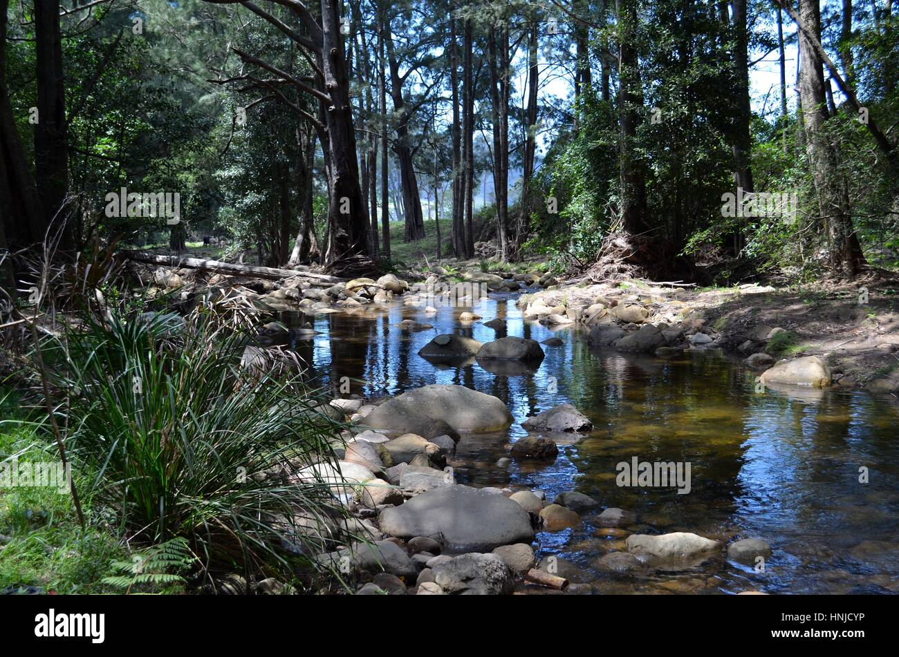 Australian cicadas hi-res stock photography and images - Alamy