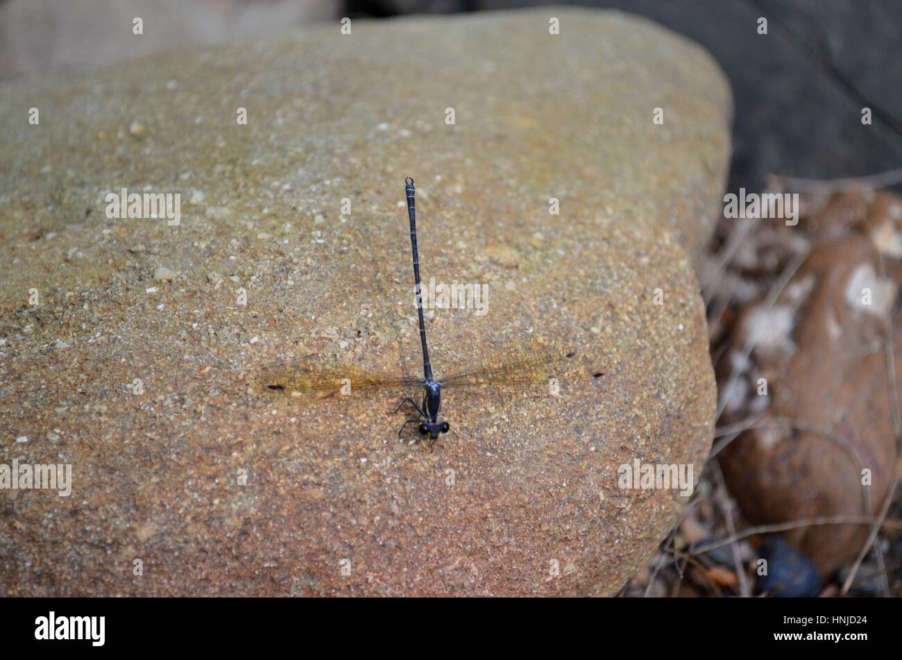 Riverside flying insect hi-res stock photography and images - Alamy