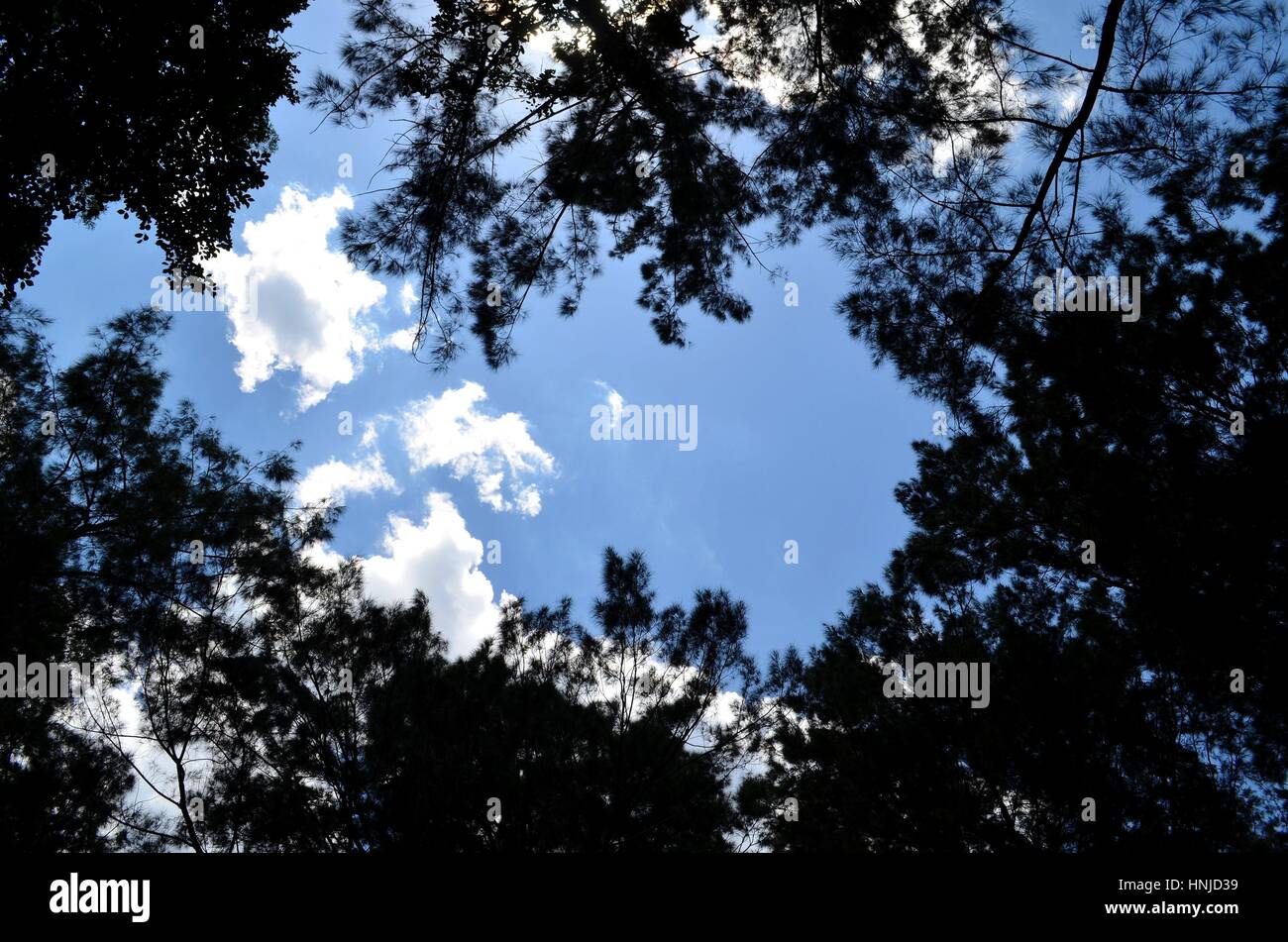 Looking up through tree canopy into vibrant blue sky with clouds Stock ...