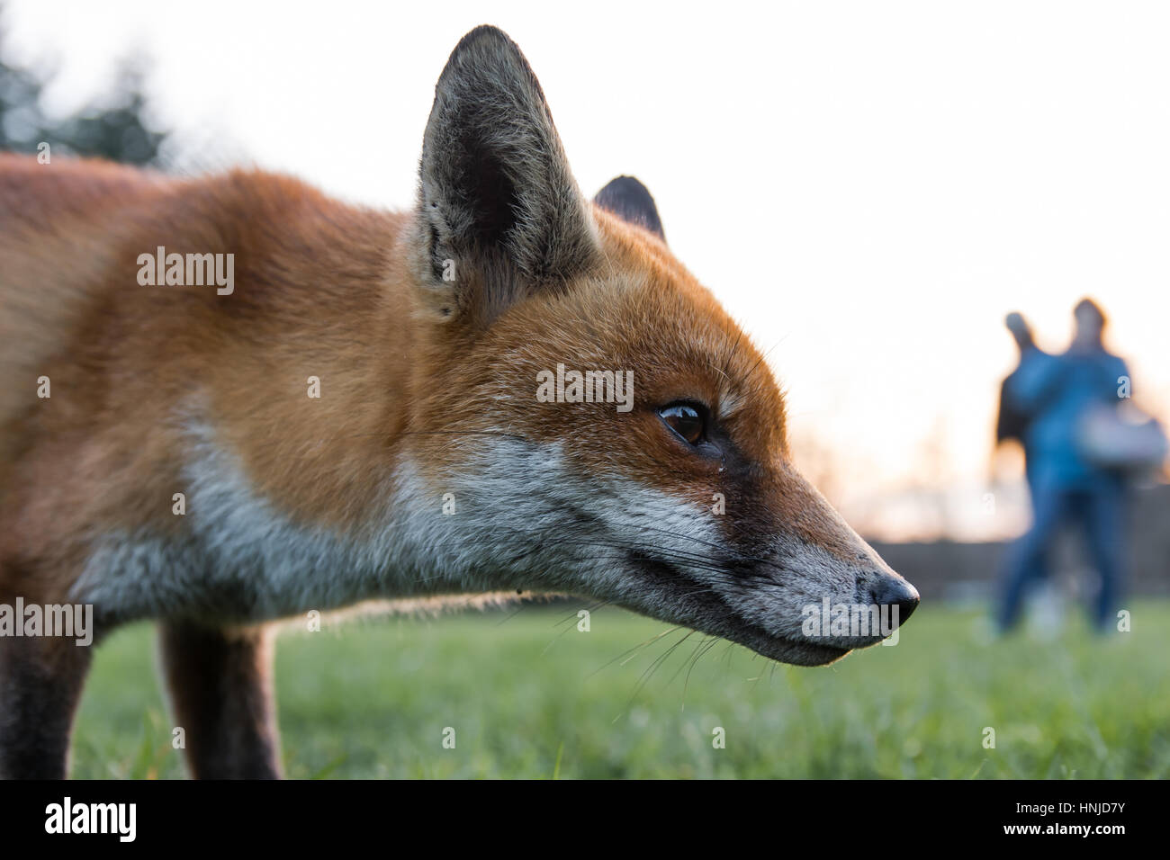 Lame person hi-res stock photography and images - Alamy
