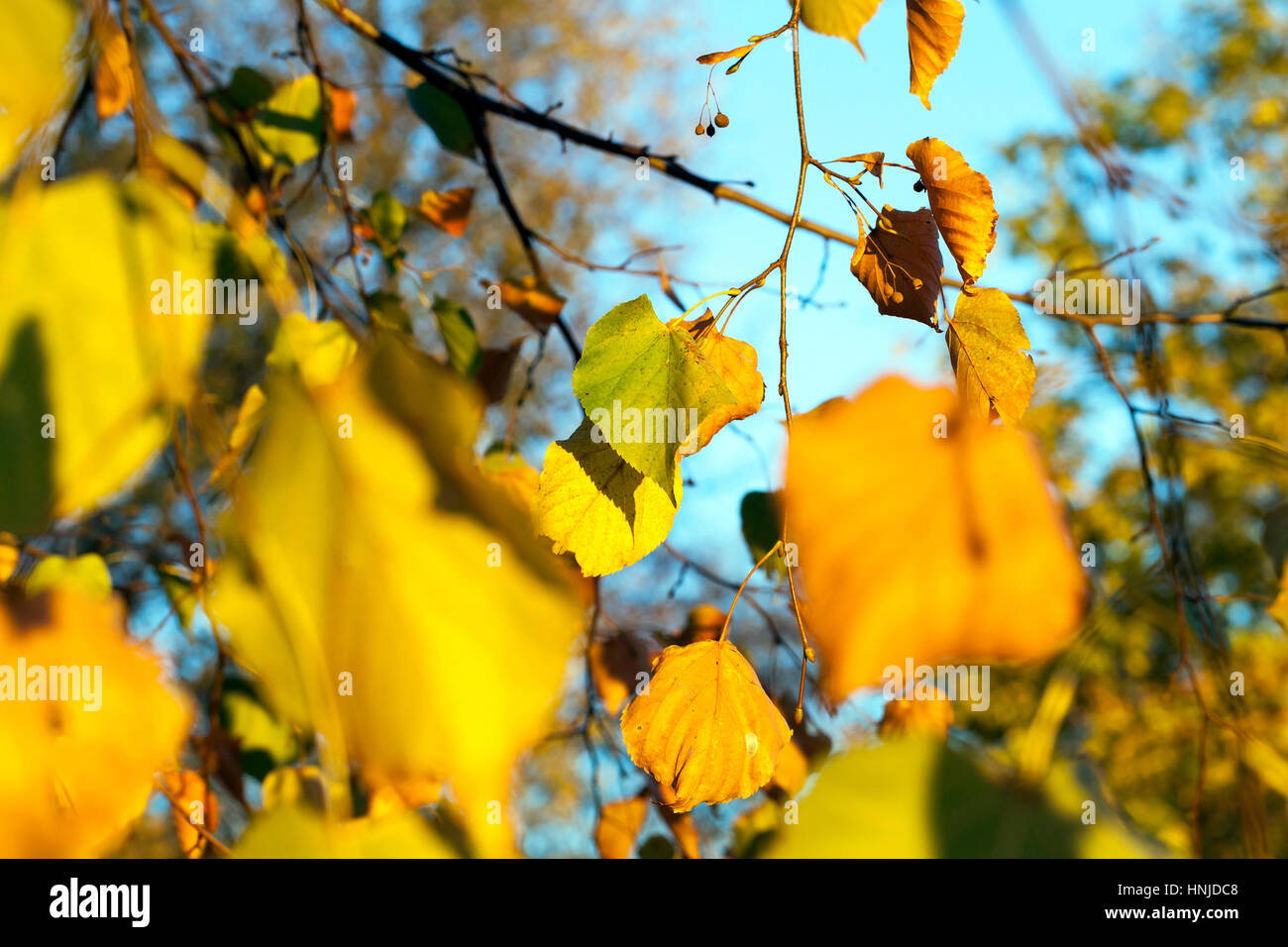 yellowing leaves on maple trees in the fall season. Blue sky in the ...