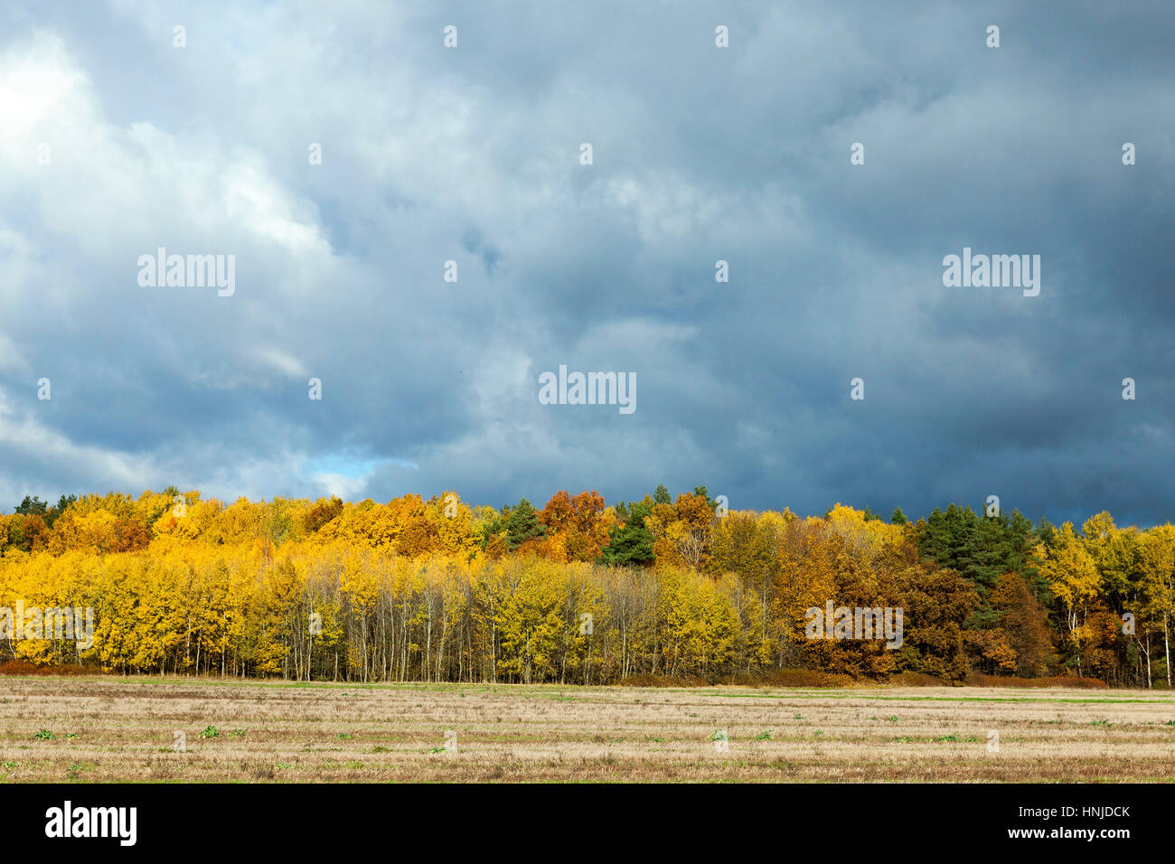 photographed trees and nature in the autumn of the year, yellowed ...