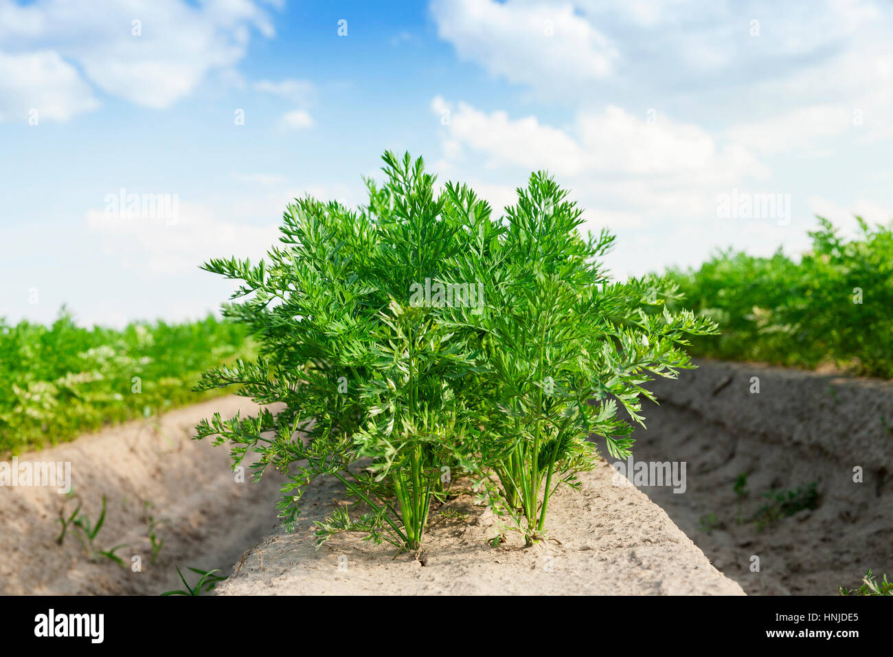 photographed close-up of an agricultural field on which grow green ...