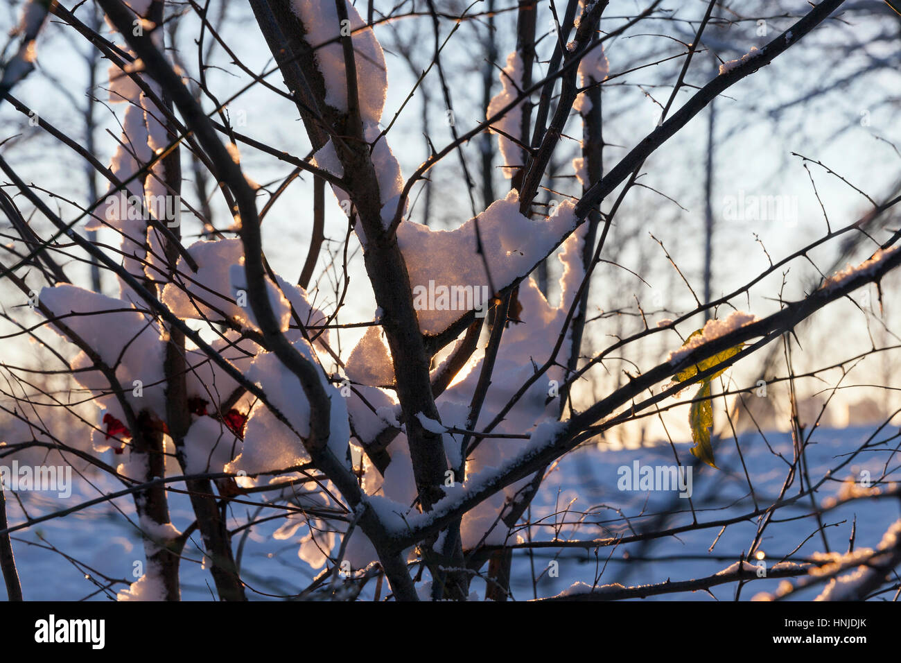 the trees growing in nature in winter. The branches are covered with ...