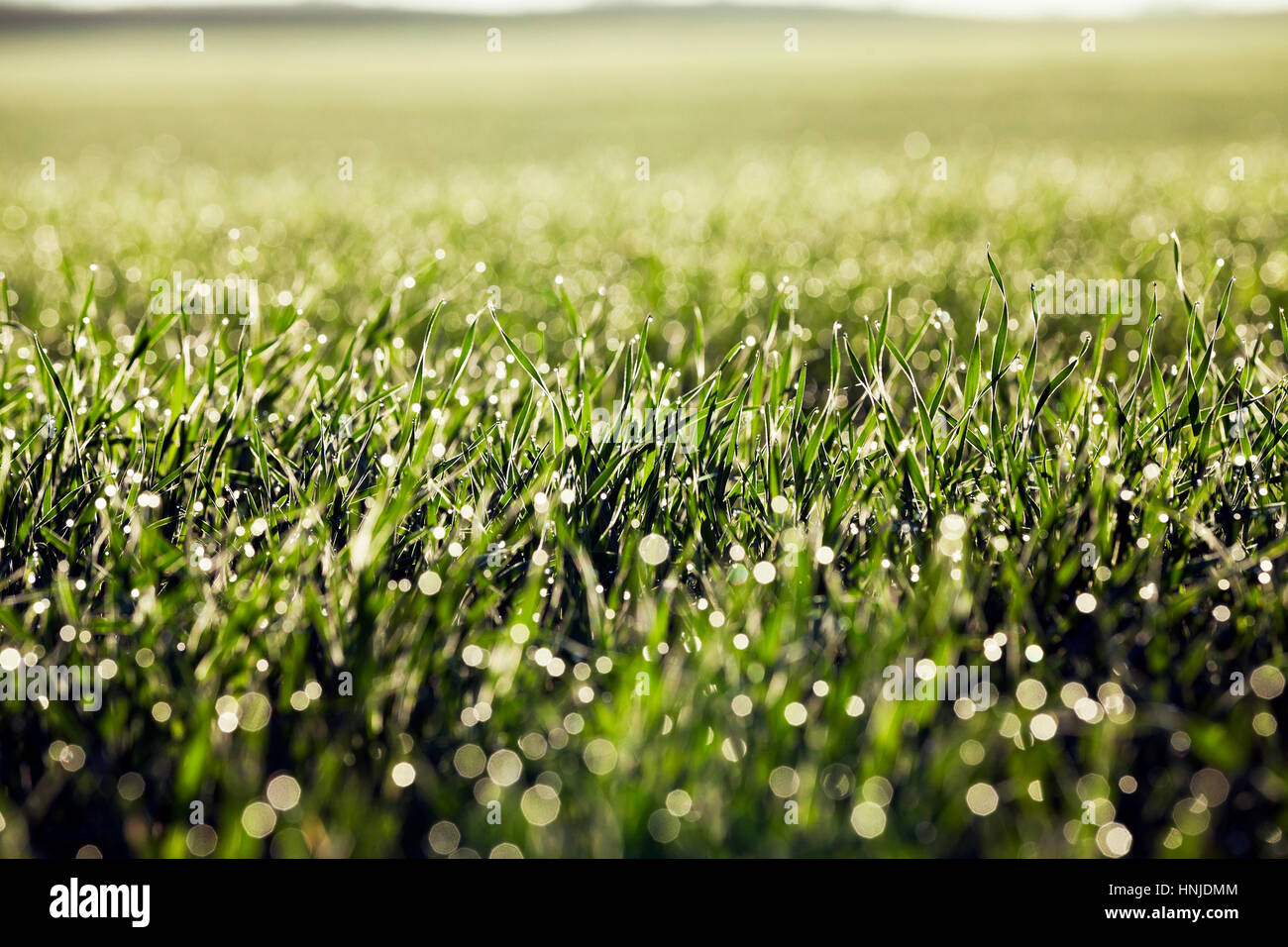 photographed close up young grass plants green wheat growing on ...