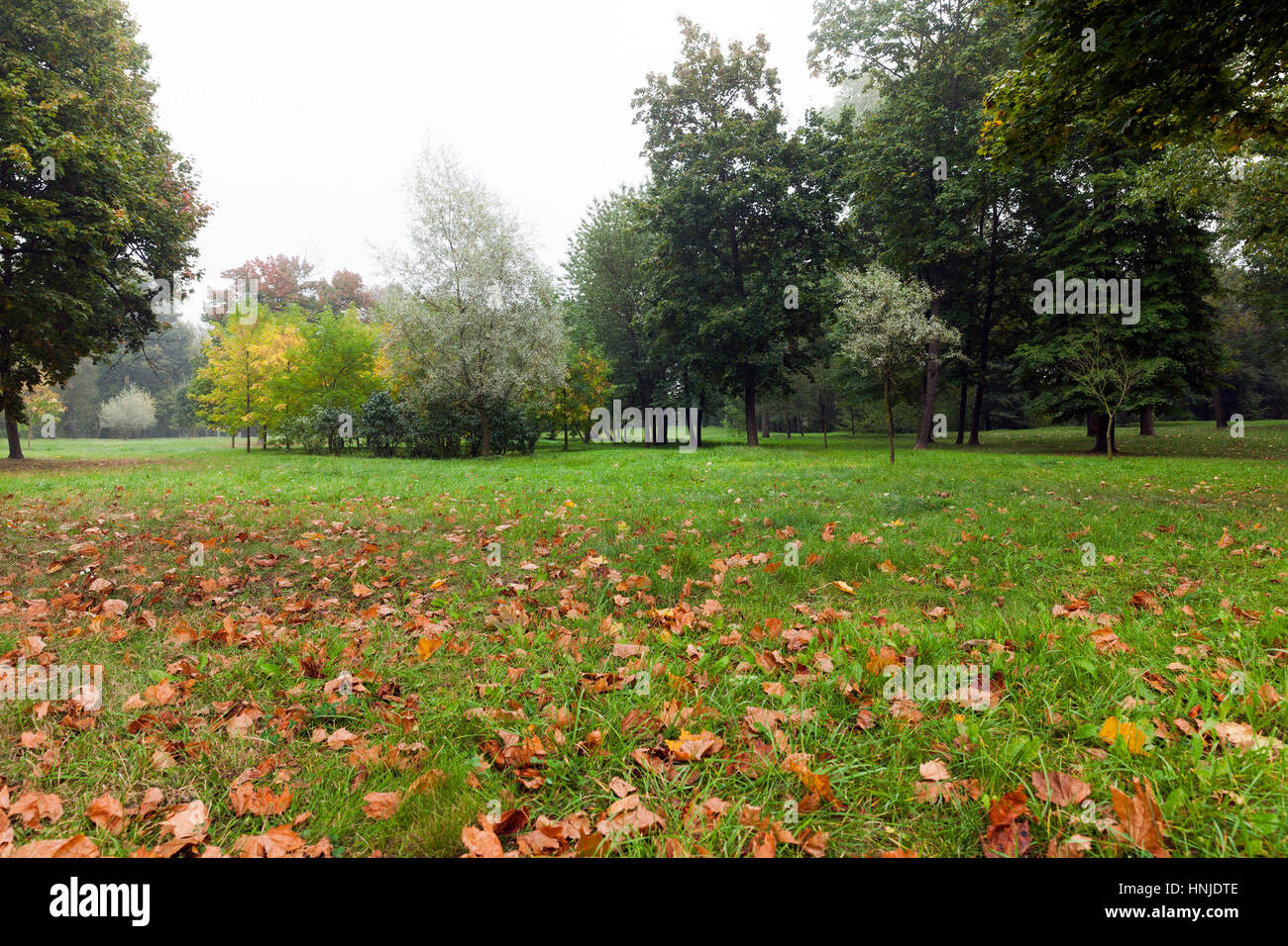 maple trees growing in the park. Photo of the autumn landscape of ...