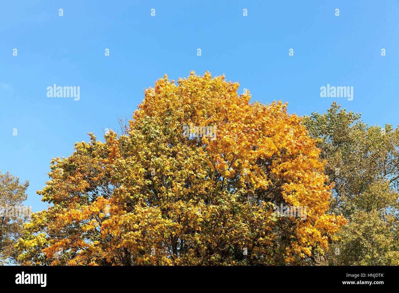 yellowing leaves on maple trees in the fall season. Blue sky in the ...