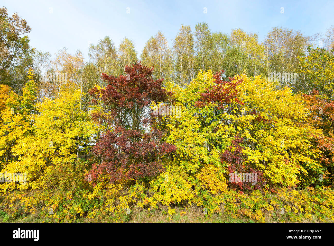 yellowing leaves on maple trees in the fall season. Blue sky in the background. Photo taken ...